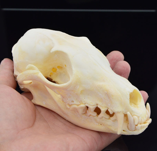 Real XL Grey Fox Skull Animal Bone Decor Unique Birthday Gift man cave ...