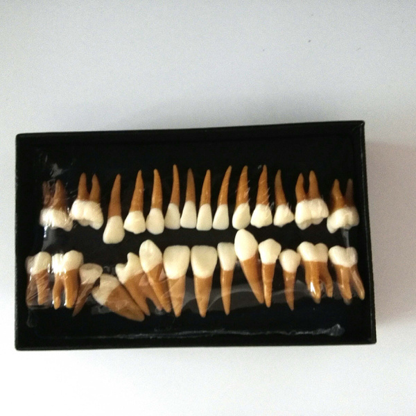 Dental 28pcs 1:1 Demonstration Permanent Teeth Teach Study Model #7008 ...