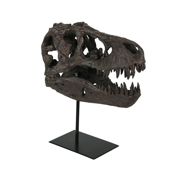 T Rex Dinosaur Skull Mounted Tyrannosaurus Rex Fossil Statue | Wish