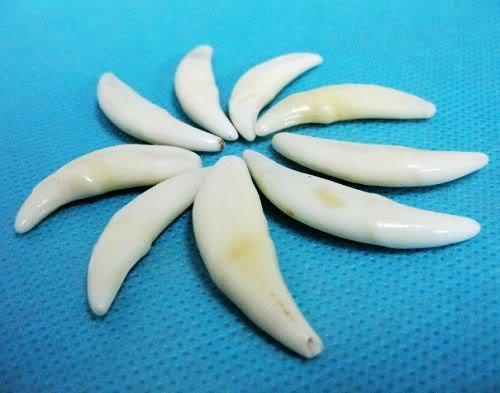 Wholesale Lot of 20Pcs Real Wolf Tooth Teeth White Teeth Length 35mm ...