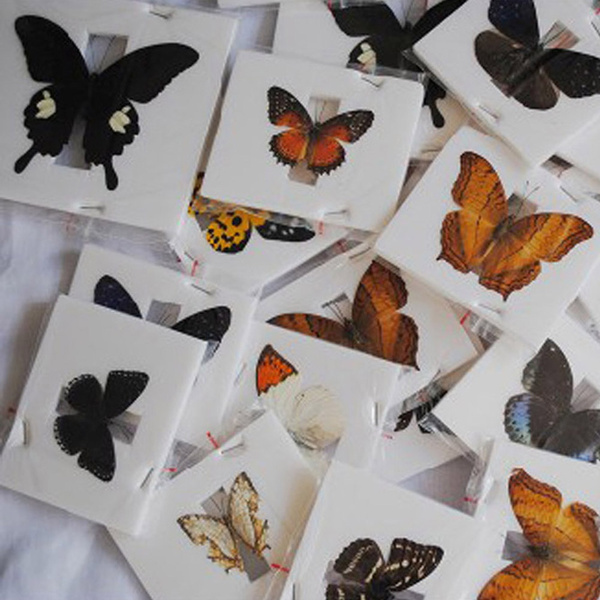 Natural Butterfly Specimens True Butterfly Insect Specimen Teaching ...