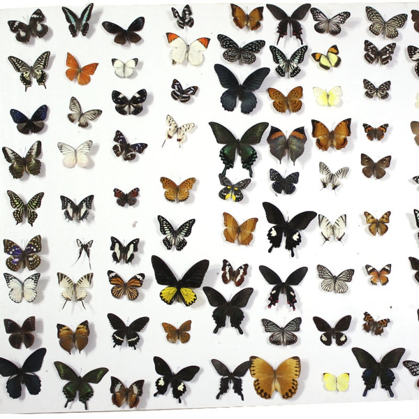 Really Natural Specimens Butterfly Fitting for Glass Filler Micro ...