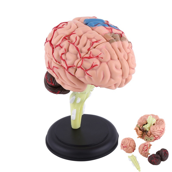 4D Human Brain Model Skull Anatomical New Anatomy Learning Models | Wish