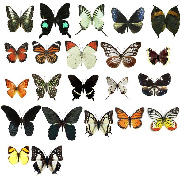 Real Natural Specimens Butterfly Fitting for Glass Filler Micro ...