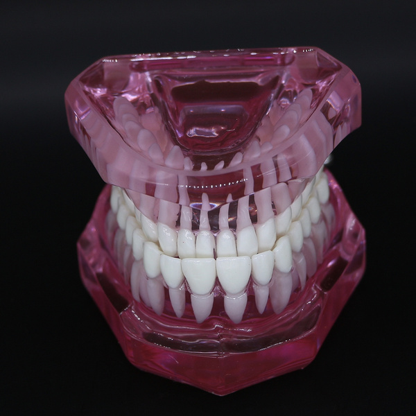 Plastic Study Teeth Model Demonstrate Comprehensive Repair Pink ...