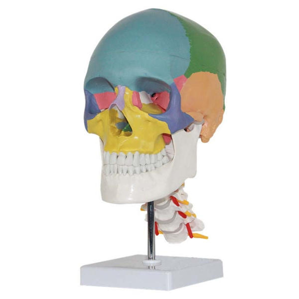 Multicolor 4D Anatomy Didactic Exploded Skull Model with 7 Cervical ...