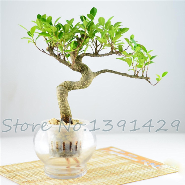 10pcs/lot Chinese Rare Ficus Microcarpa Tree Seeds China Roots Sementes ...