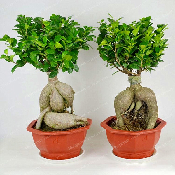 10pcs/lot Chinese Rare Ficus Microcarpa Tree Seeds China Roots Sementes ...