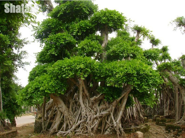 10pcs/lot Chinese Rare Ficus Microcarpa Tree Seeds China Roots Sementes ...
