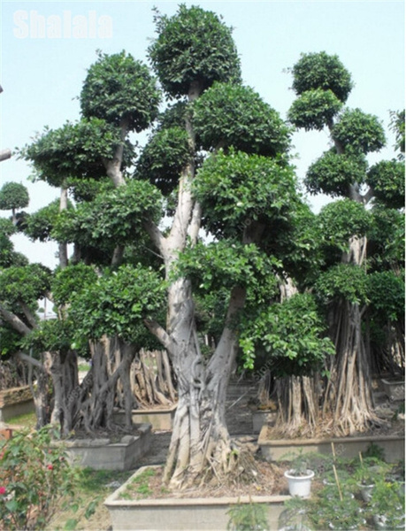 10pcs/lot Chinese Rare Ficus Microcarpa Tree Seeds China Roots Sementes ...