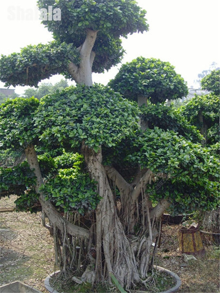 10pcs/lot Chinese Rare Ficus Microcarpa Tree Seeds China Roots Sementes ...