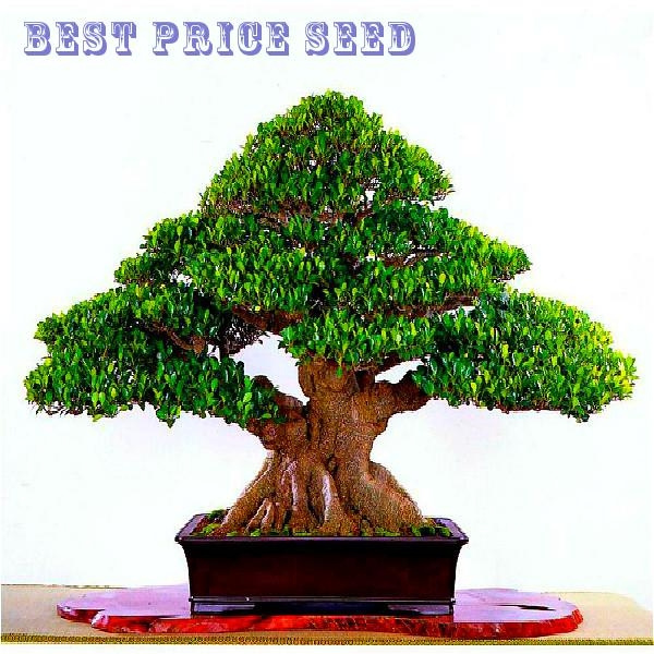 10pcs/lot Chinese Rare Ficus Microcarpa Tree Seeds China Roots Sementes ...