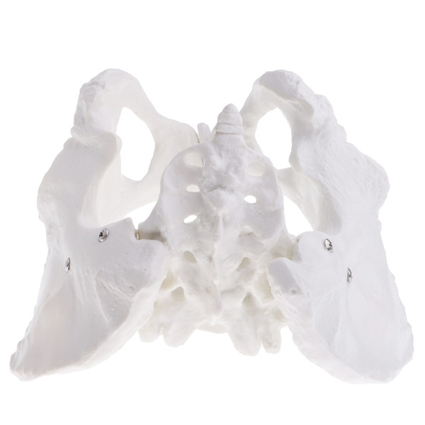 1:1 Professional Female Pelvis Sacrum Pubis Skeleton Medical Model Kit ...