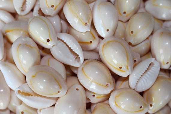 10 Drilled Cowrie Shells with 1 hole 15mm-20mm, Seashells, Cowries ...