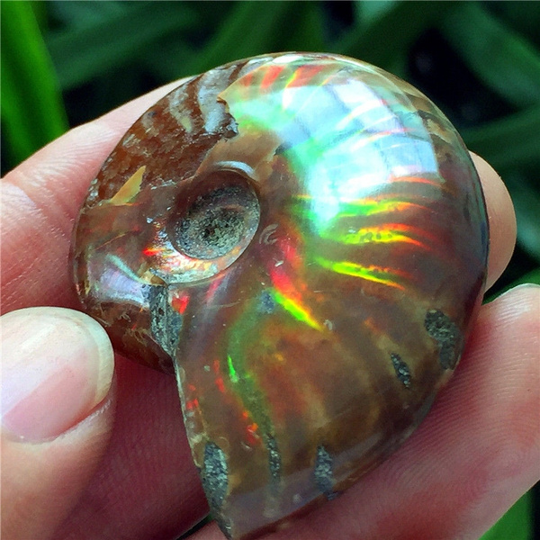 Madagascar cretaceous rainbow light fire ammonite fossil specimens | Wish