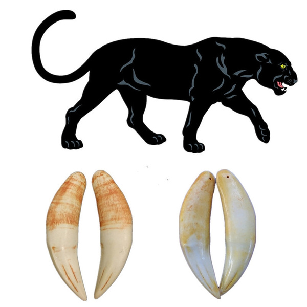 1PCS Rare Tooth Fossils of African Panther Collection Antique Antique ...