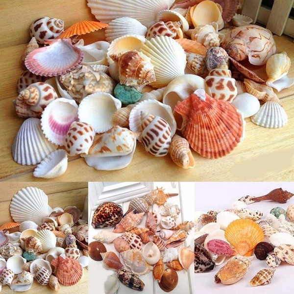 30Pcs/Bag Mix Aquarium Beach Nautical DIY Shells Mixed Bulk Approx 100g ...