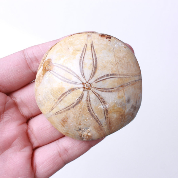 Kids' Crafts Sea Urchin Sand Dollar Fossil Craft Supplies & Tools etna ...