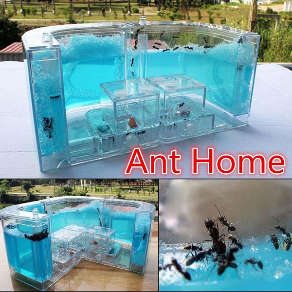 Ant House Maze 3D Tunnel Insect Farm Educational Nursery Watch Live ...