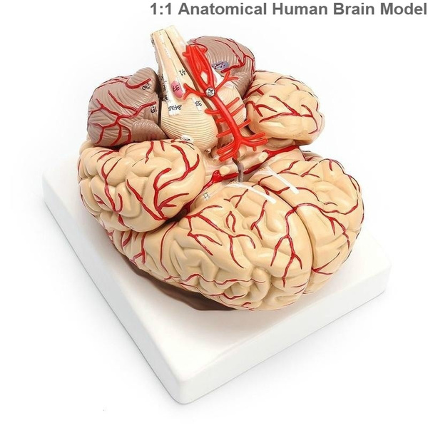 Removable Human Brain Model With Base Anatomical Anatomy Model Medical ...