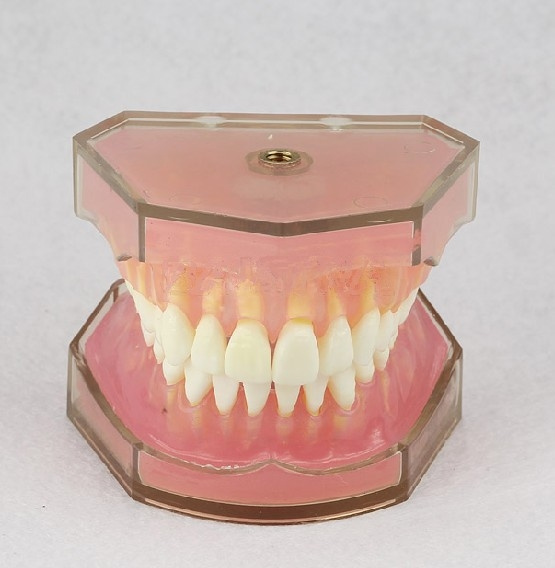 Standard model (removable) dental tooth teeth anatomical anatomy model ...