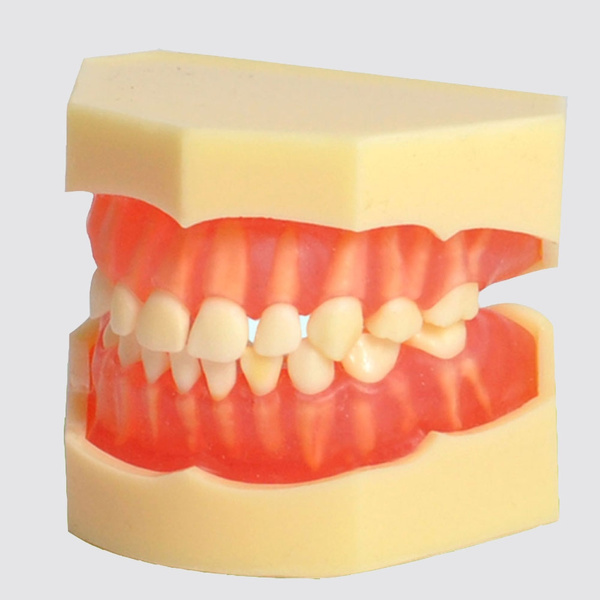 SOARDAY Standard Child Primary Teeth Model Teeth Removable Soft Gums | Wish