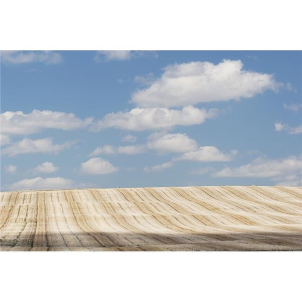 Alberta Canada - Cut Brown Field with Clouds In the Sky Poster Print ...