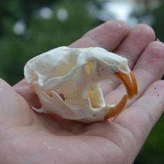 Wish Customer Reviews: Ondatra zibethicus Muskrat skull real bone ...