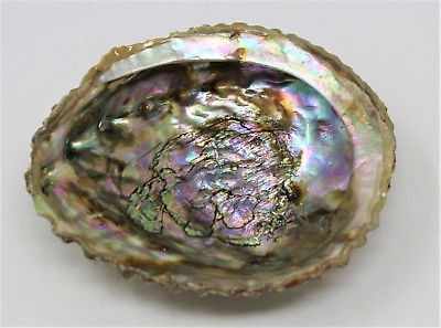 Large 5-6" Abalone Sea Shell For Smudging Burning Sage Sticks Incense ...