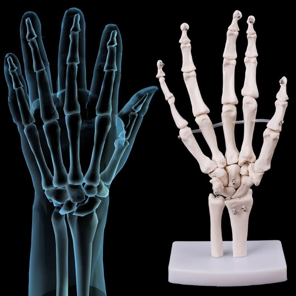 Hand Joint Anatomical Skeleton Model Human Medical Anatomy Study Tool ...