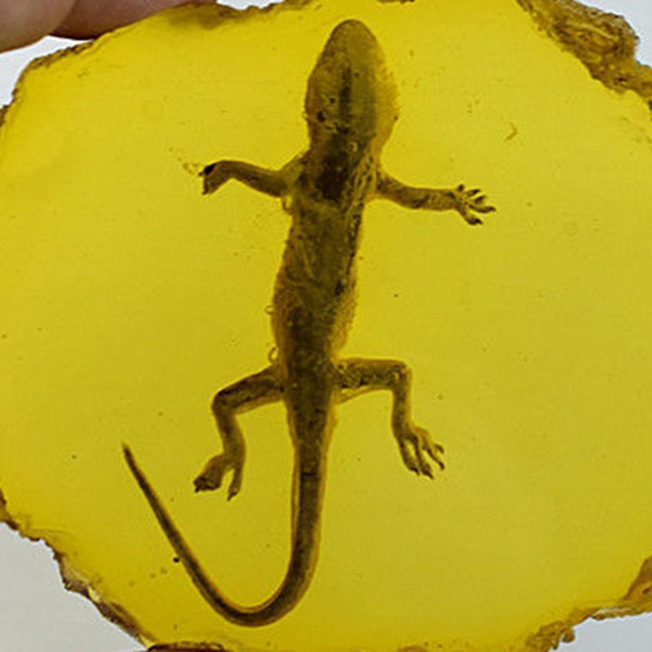 Beautiful 1pc Amber Gecko Fossil Insects Specimen Manual Polishing ...