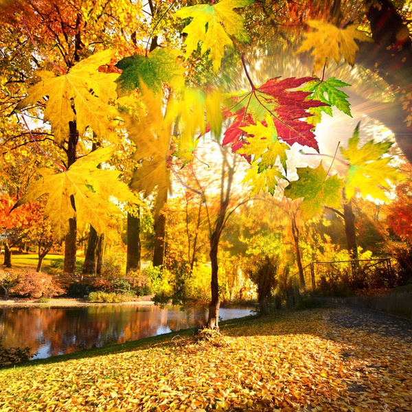 SHENGYONGBAO Autumn theme Backdrop Vinyl Photography Backdrop Prop ...