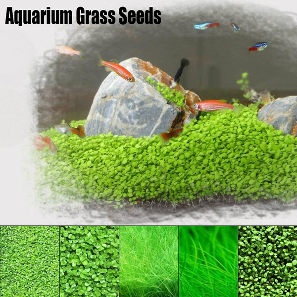Aquarium Grass Seeds Water Grasses Random Aquatic Plant Grass Seeds ...