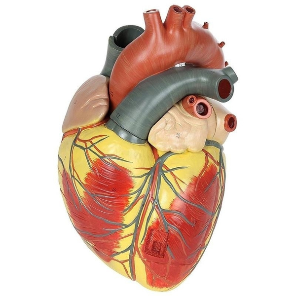 PVC Medical Anatomical Emulational Heart Anatomy Viscera Medical ...