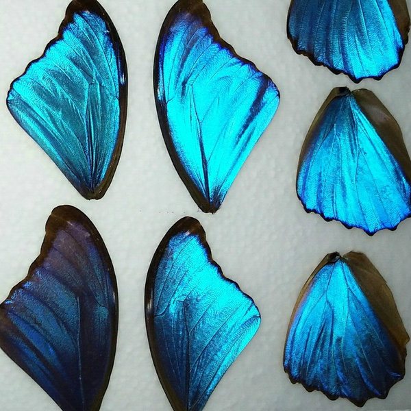 2X Real Blue Morpho Butterfly Wings Specimens Craft Random Jewelry ...