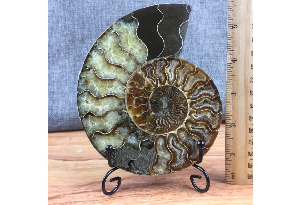 Rocks & Geodes Home Décor Natural Ammonite fossil Fossil conch quartz ...