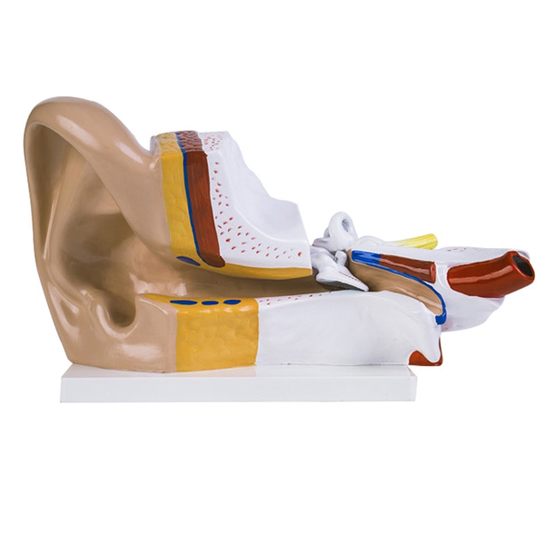 Human Ear Anatomical Model Ear Structure Anatomical Model Human ...