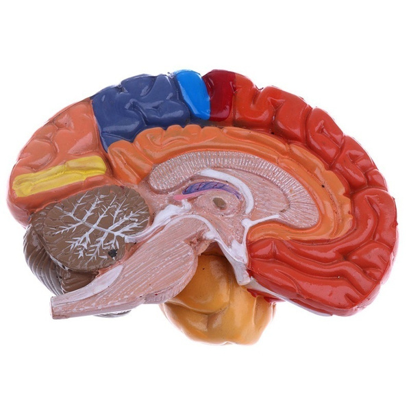 1:1 Life Size Removable 2 Parts Human Brain Brainstem Model with ...