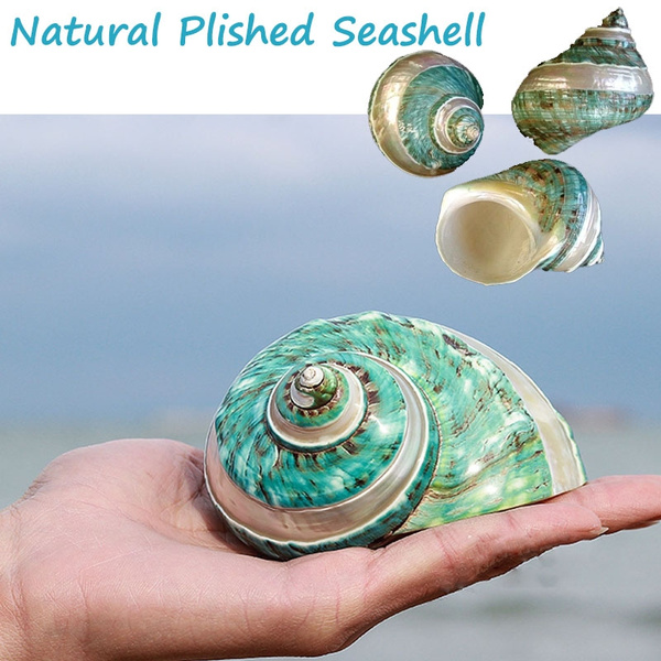 Natural Shell Polished Green Banded Turbo Shell Ornament FishTank ...