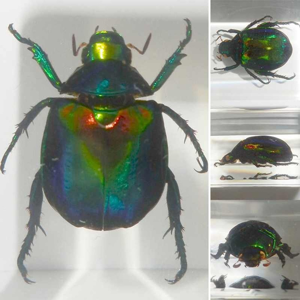 1pcs New Colorful Scarab Beetle Mimela Splendens Real Insect Specimen ...