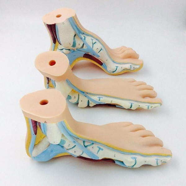 1: 1 Life Size Human Normal, Flat & Arched Foot Anatomical Model for ...