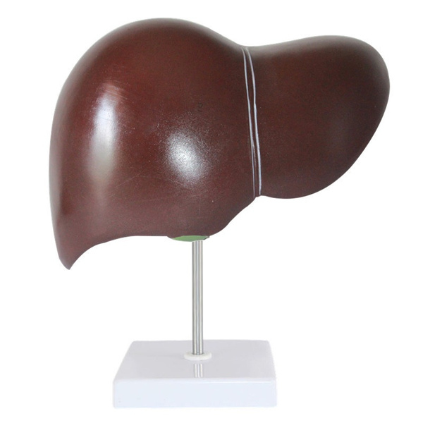 Human 1:1 Simulation Model Medical Anatomy PVC Natural Life Size Porta ...