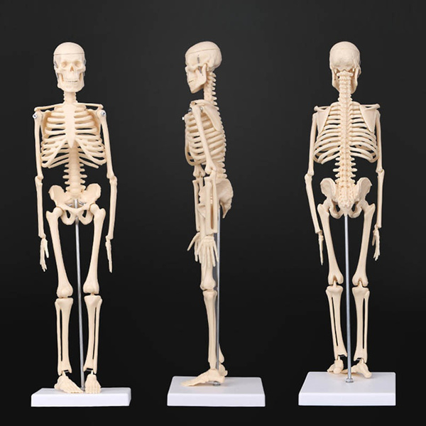 45CM Human Skeleton Anatomy Model | Wish