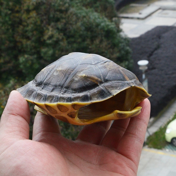 natural Kirin turtle shell true specimen Turtle shell, Taxidermy, Bones ...