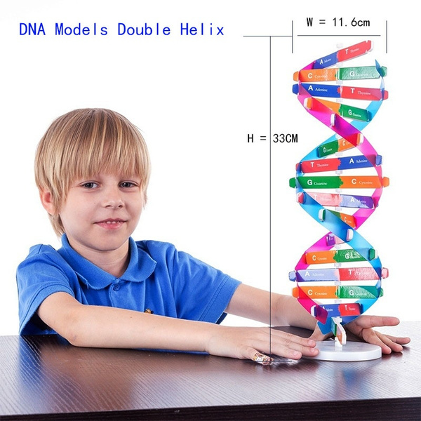 Professional Human Genes DNA Models Double Helix Science Popularization ...