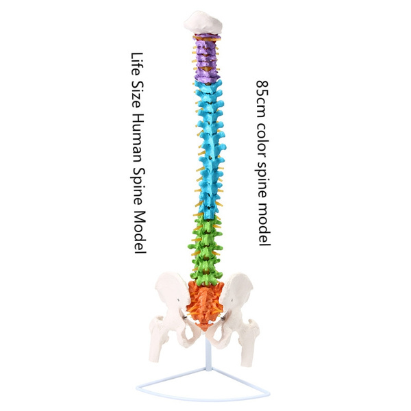 Medical Anatomical Super Flexible Spine Model with Pelvis and Femur ...
