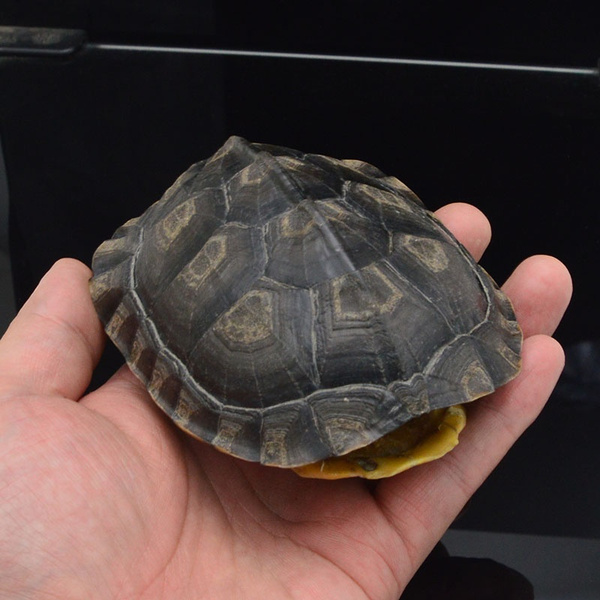 natural Stone money turtle shell true specimen Turtle shell, Taxidermy ...