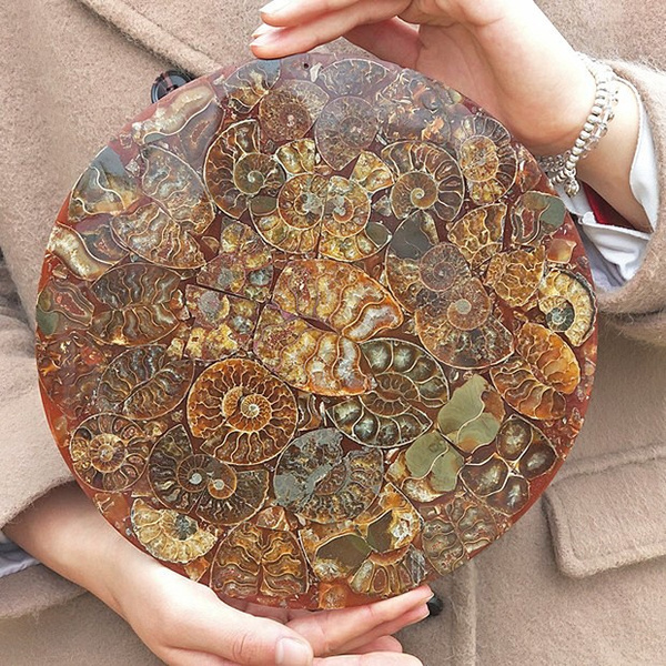 700g Natural Ammonite Conch Fossil Flake Disk Crystal Mineral Conch ...