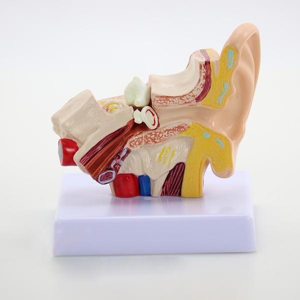 1.5 times enlarged Human Ear Anatomy Model Auditory System | Wish