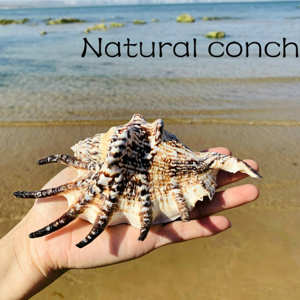 Natural Seven Angle Conch Shells Coral Sea Snail Fish Tank Decor Home ...